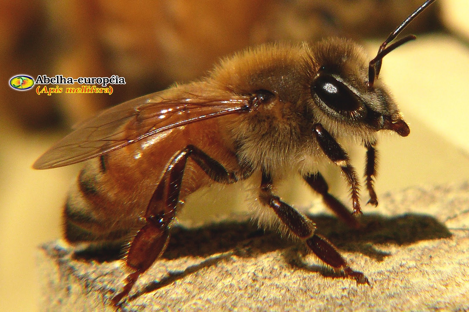 Zoologia: Abelha-européia (Apis mellifera)